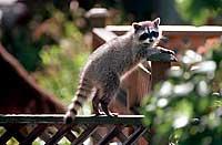 Whip-smart and curious, raccoons are resilient urban residents | The ...