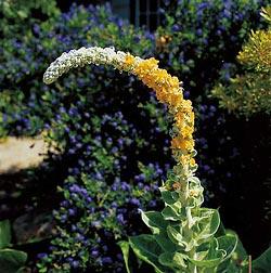 Drought? Bring It On | The Seattle Times