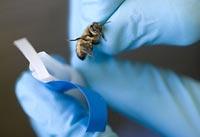 Bomb-sniffing bees strapped in | The Seattle Times
